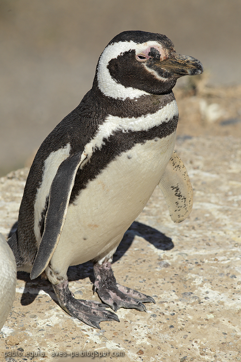 mis fotos de aves: Spheniscus magellanicus Pingüino Patagónico ...