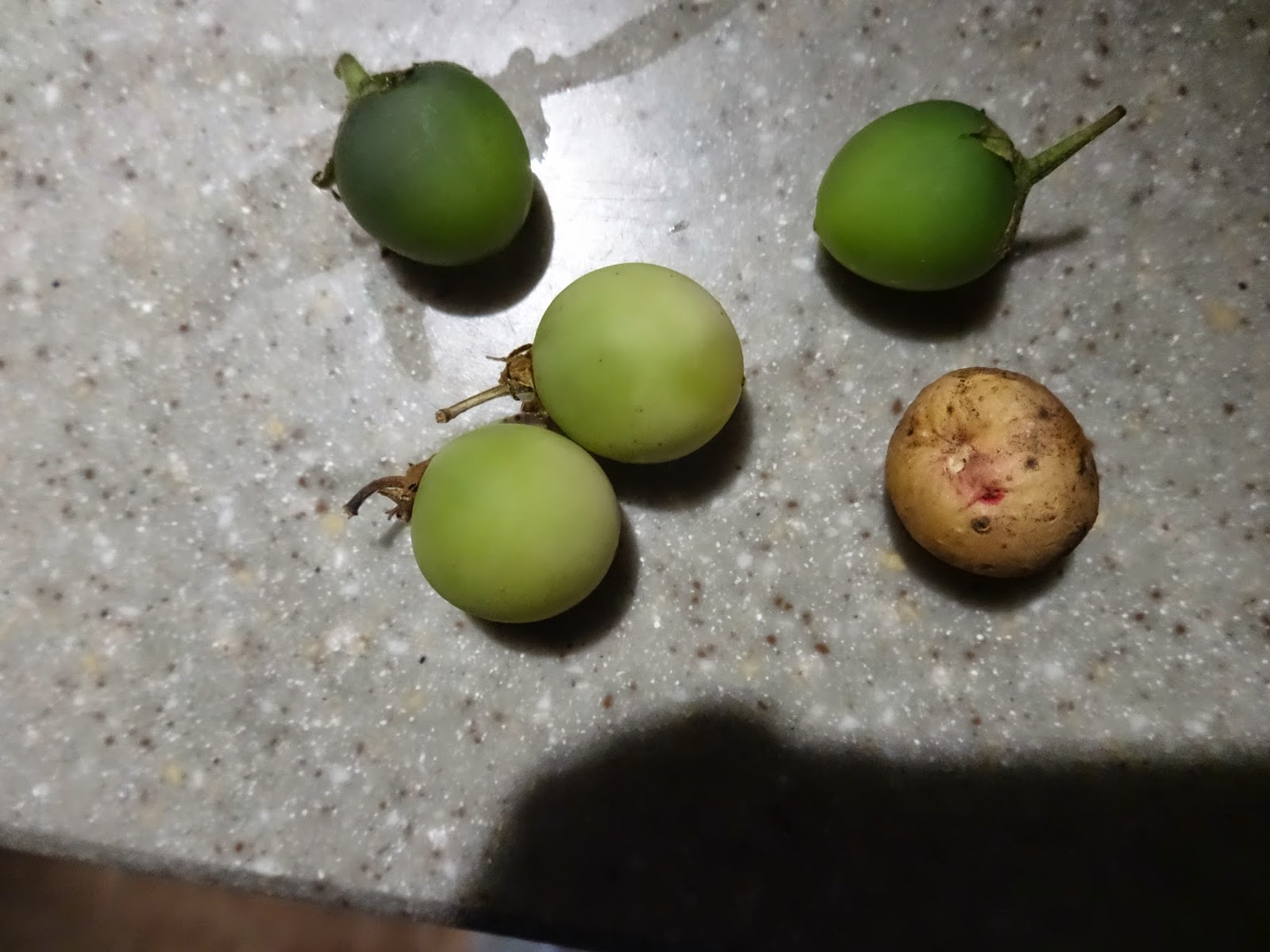 The Perennial Agriculturalist: potato fruit renders seeds