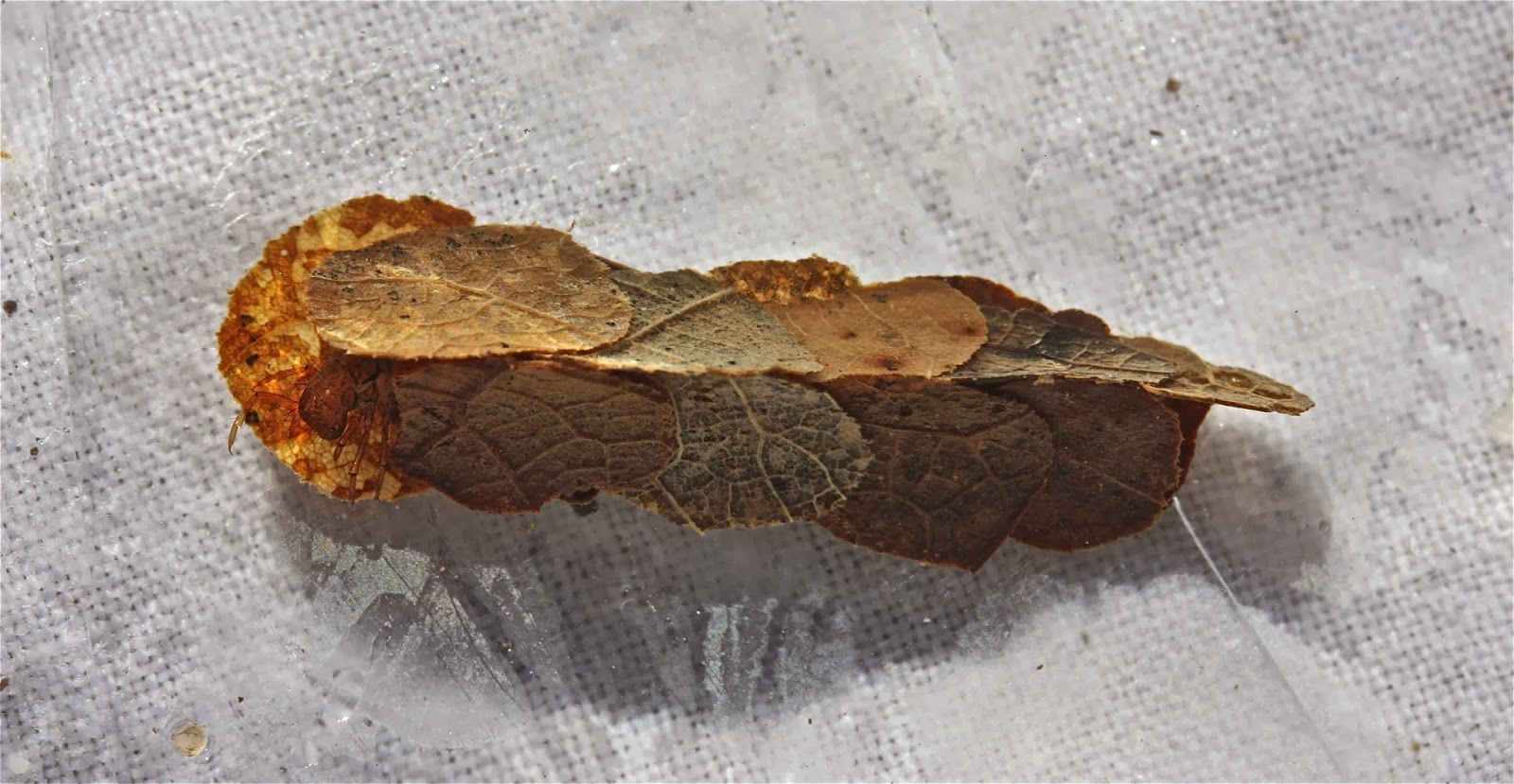 Aquatic Insects of Central Virginia: Apataniids, Goerids, Uenoids and ...