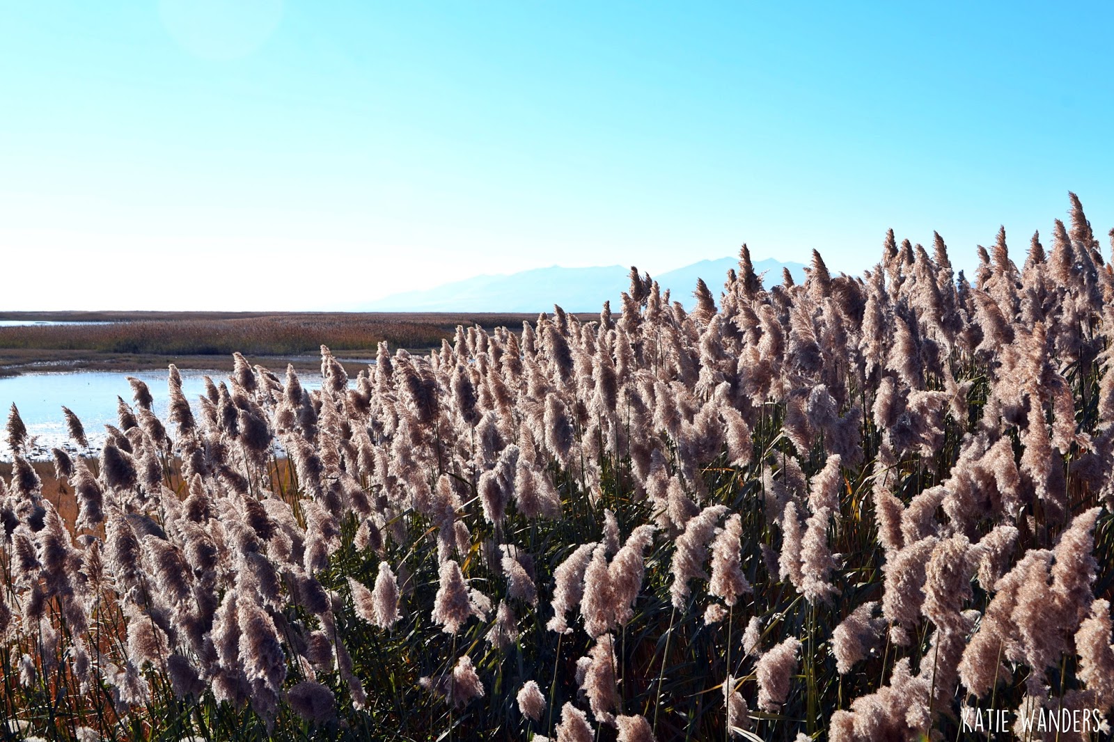 Katie Wanders : Bear River Migratory Bird Refuge