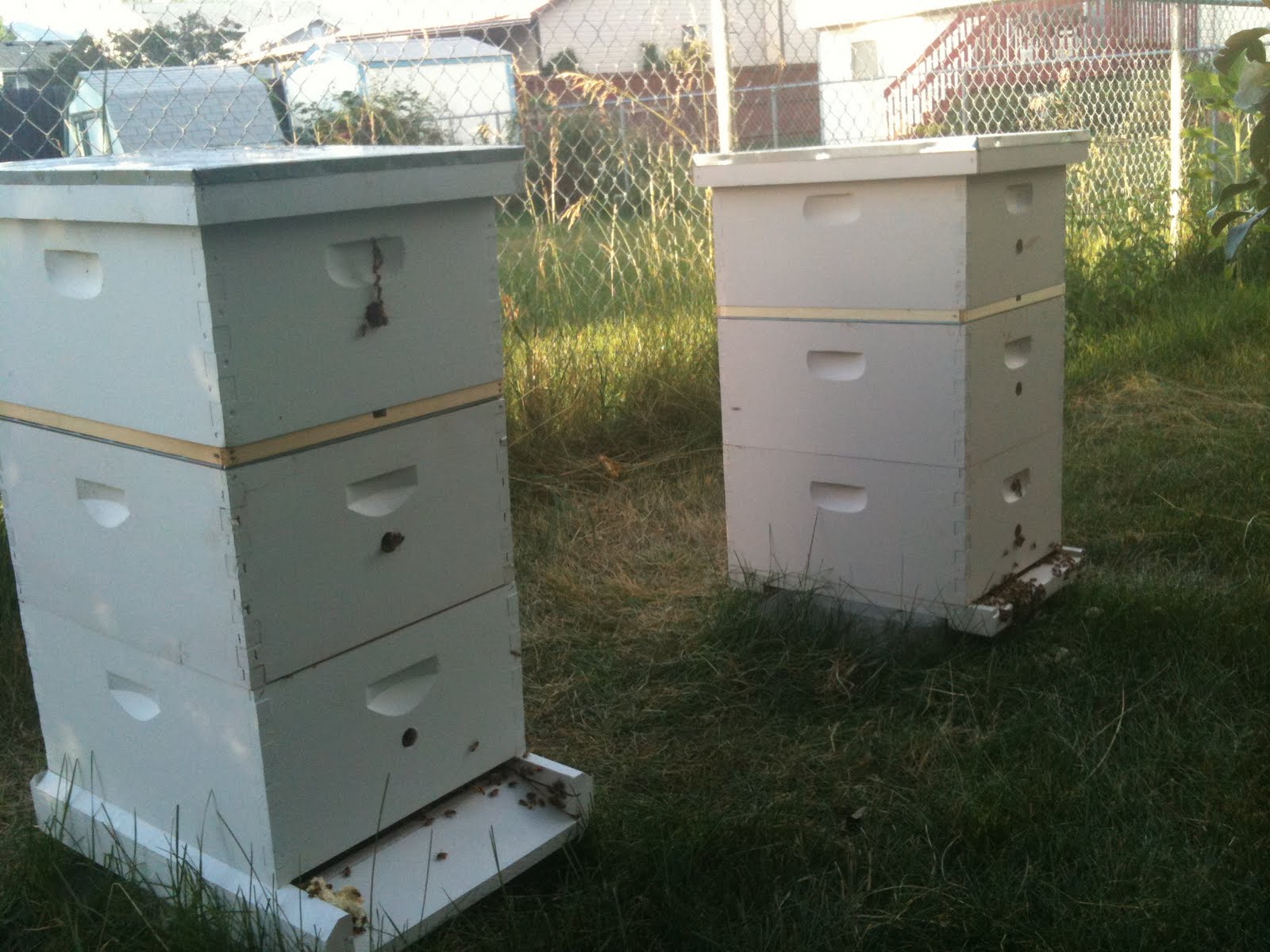 My girls are ignoring the honey super? : r/Beekeeping