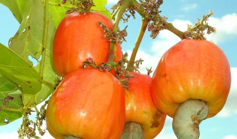 Caju - Combate o Envelecimento e Protege o Seu Coração