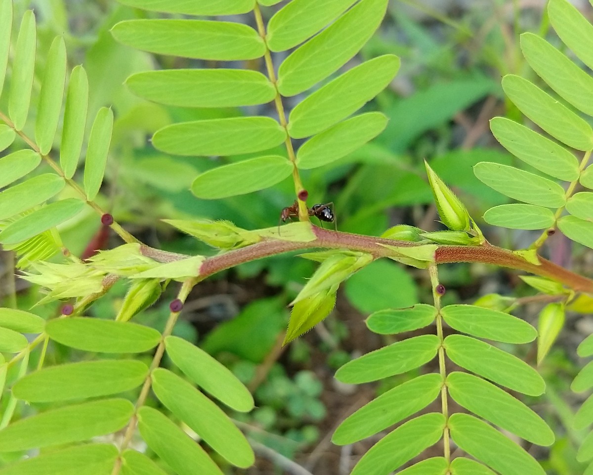 Woods Walks and Wildlife: 2018