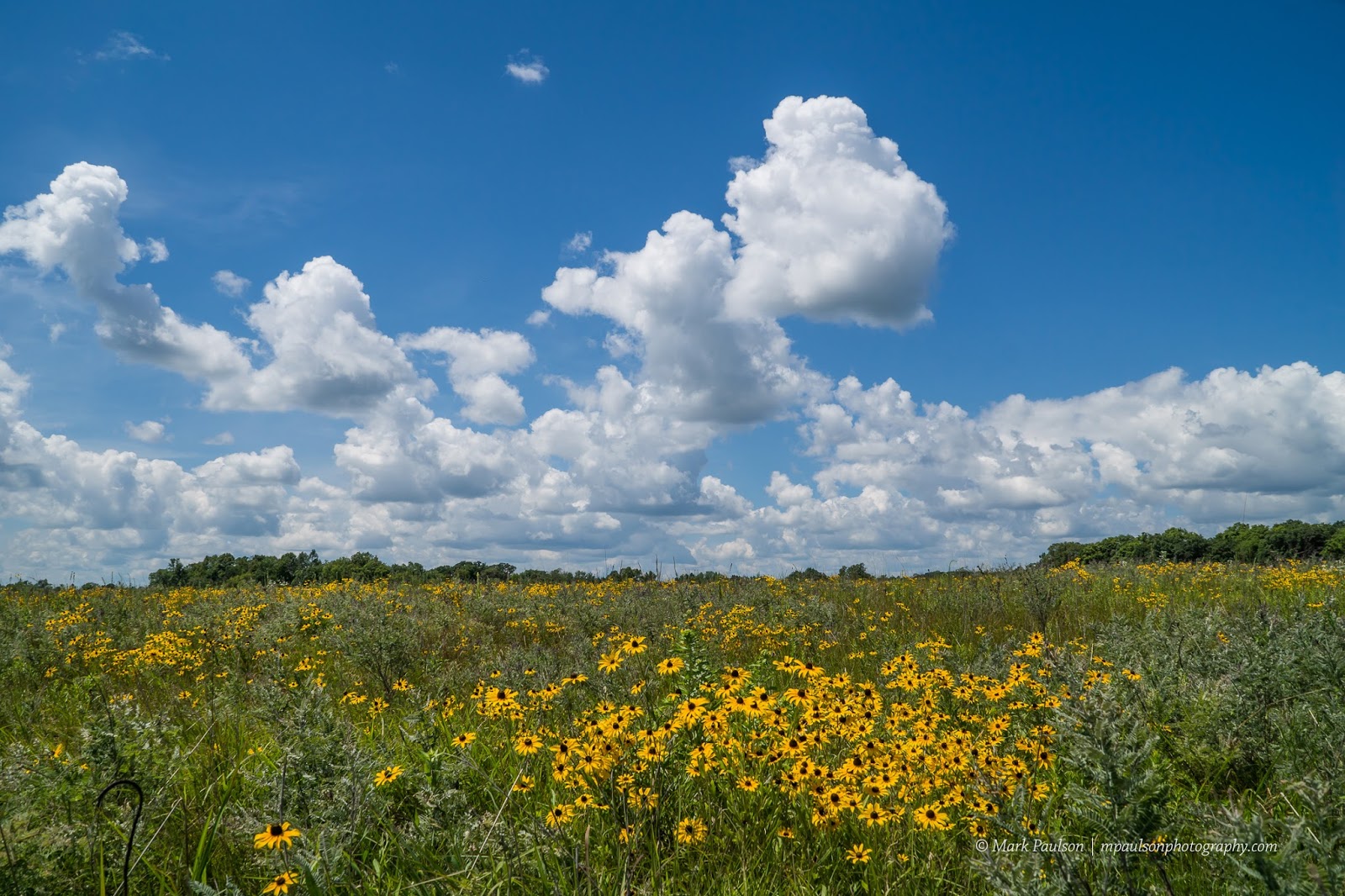 MAP Artistic Photography: Photo of the Day: Summer Prairie Blooms ...