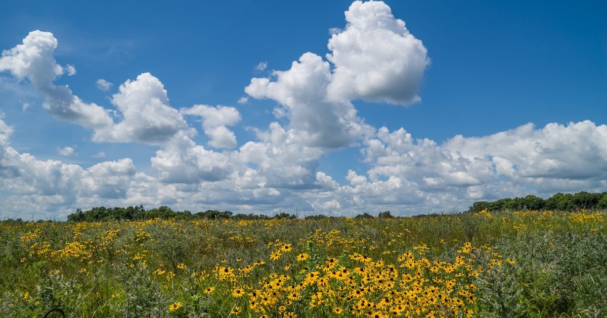 MAP Artistic Photography: Photo of the Day: Summer Prairie Blooms ...