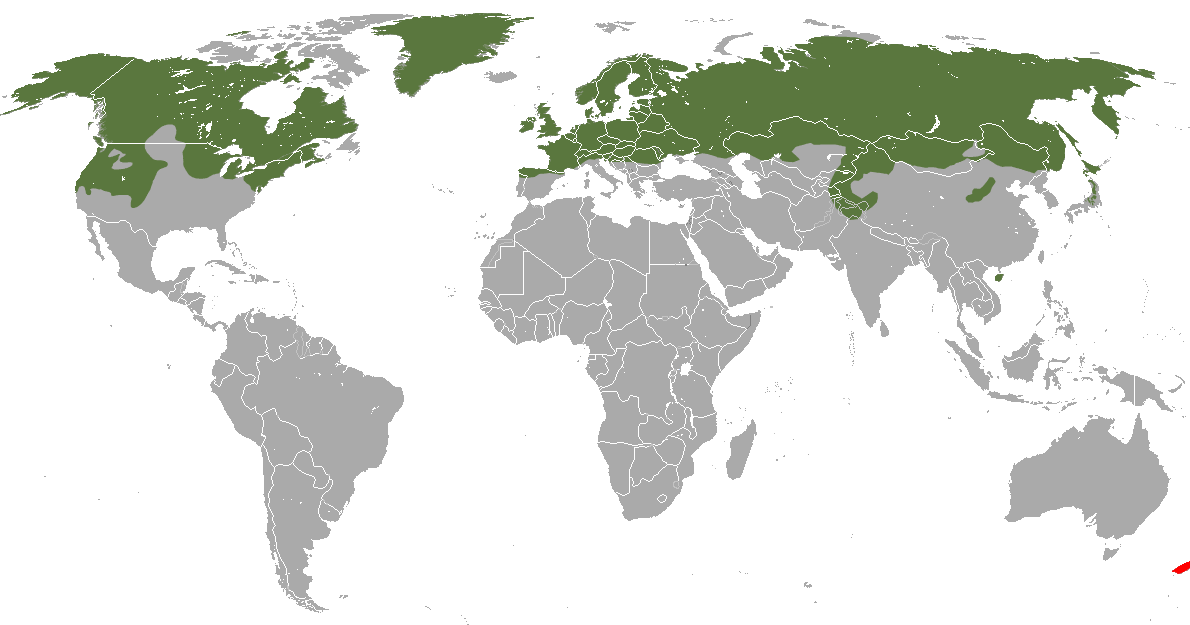Abe's Animals: Stoat range map