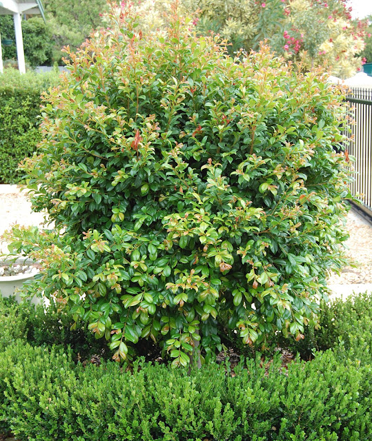 Serenity Nursery Blog: Pruning Standard Lilly Pilly...