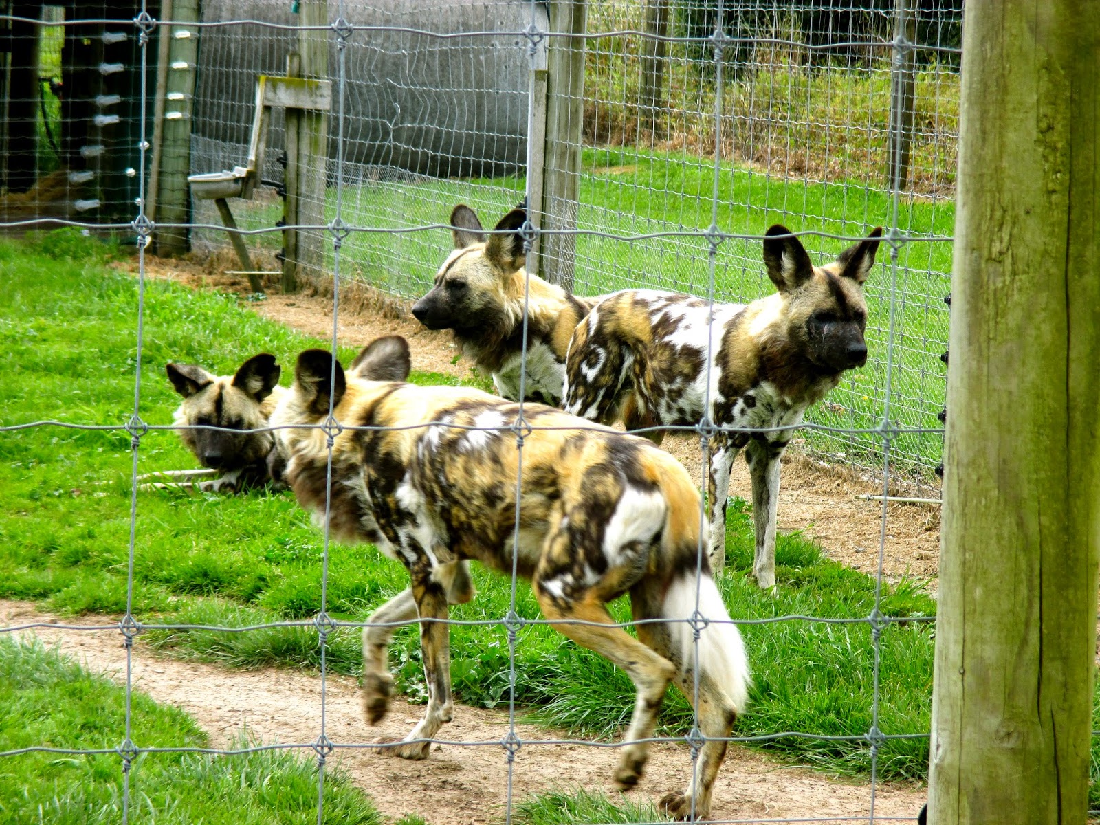 Mercier Kiwi Adventures: Hamilton Zoo