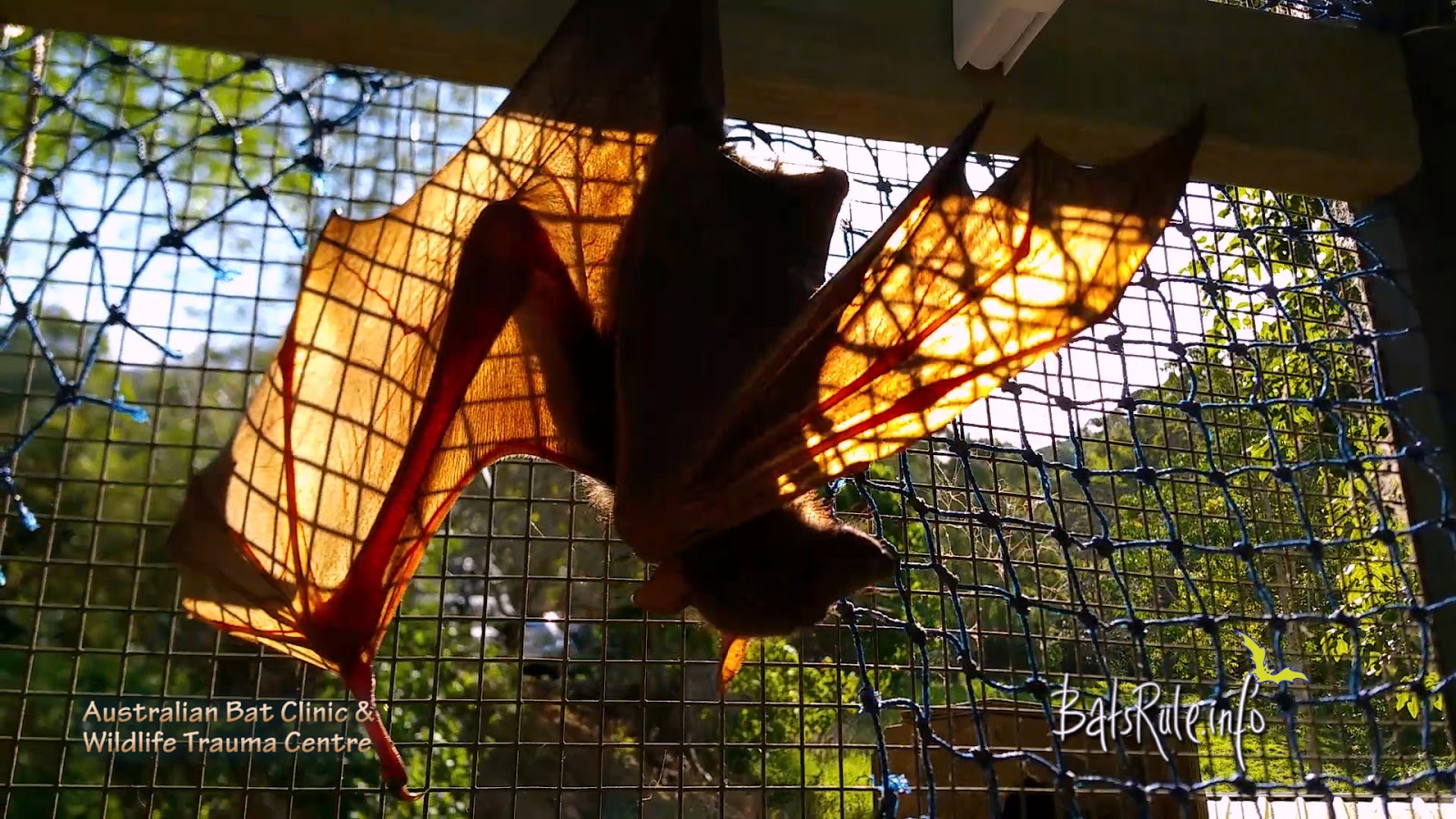 Baby Megabat Little Red getting some sun flyingfox fruitbat