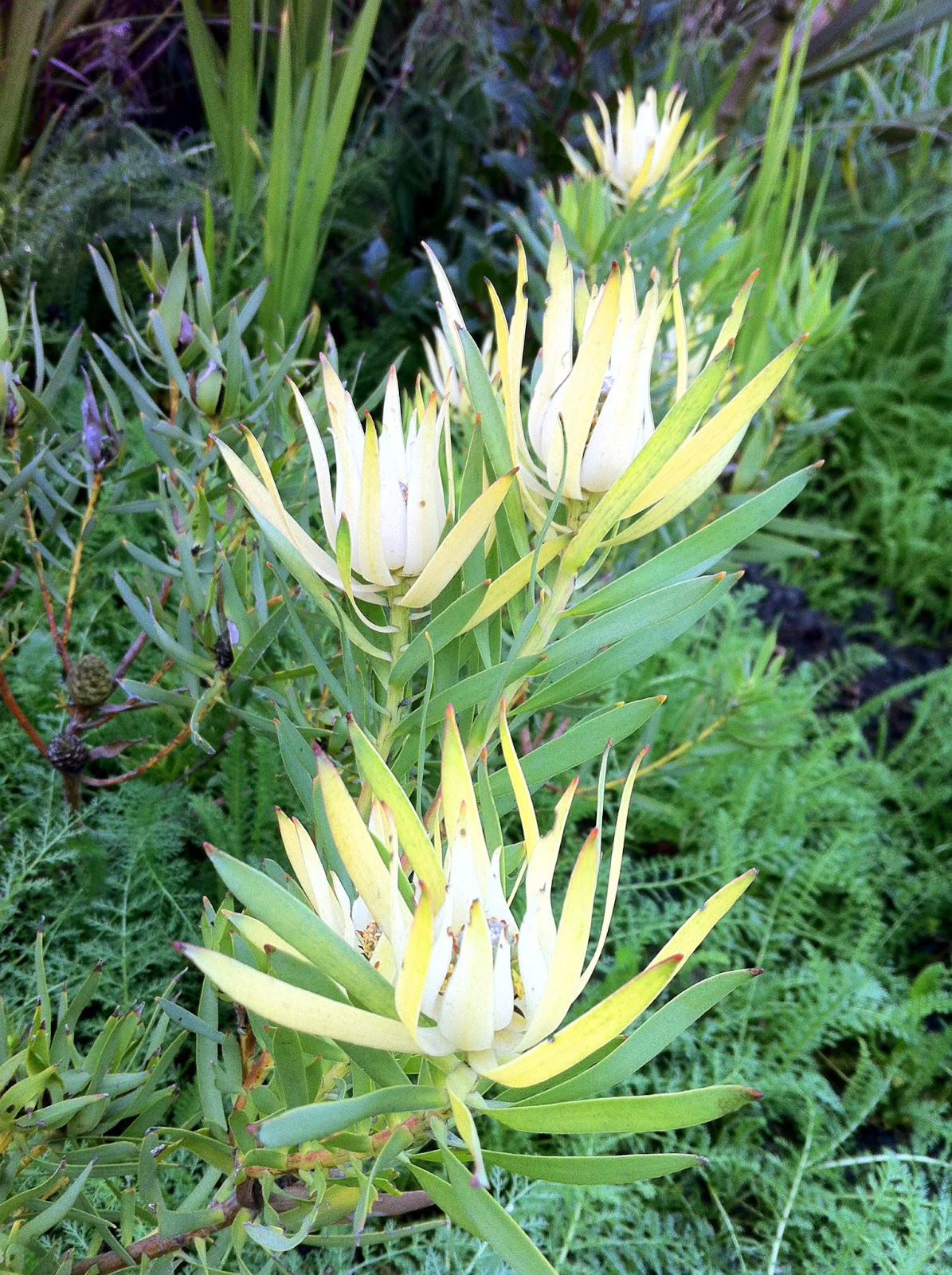 Pennsylvania Street Gardens: Plant profile: Leucadendron