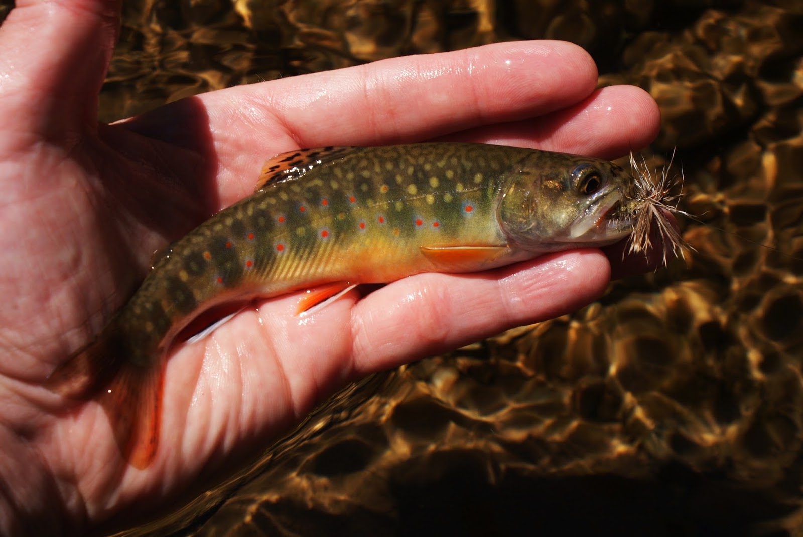 The Search for Native Salmonids: West Virginia Trout Bummin - Back to ...