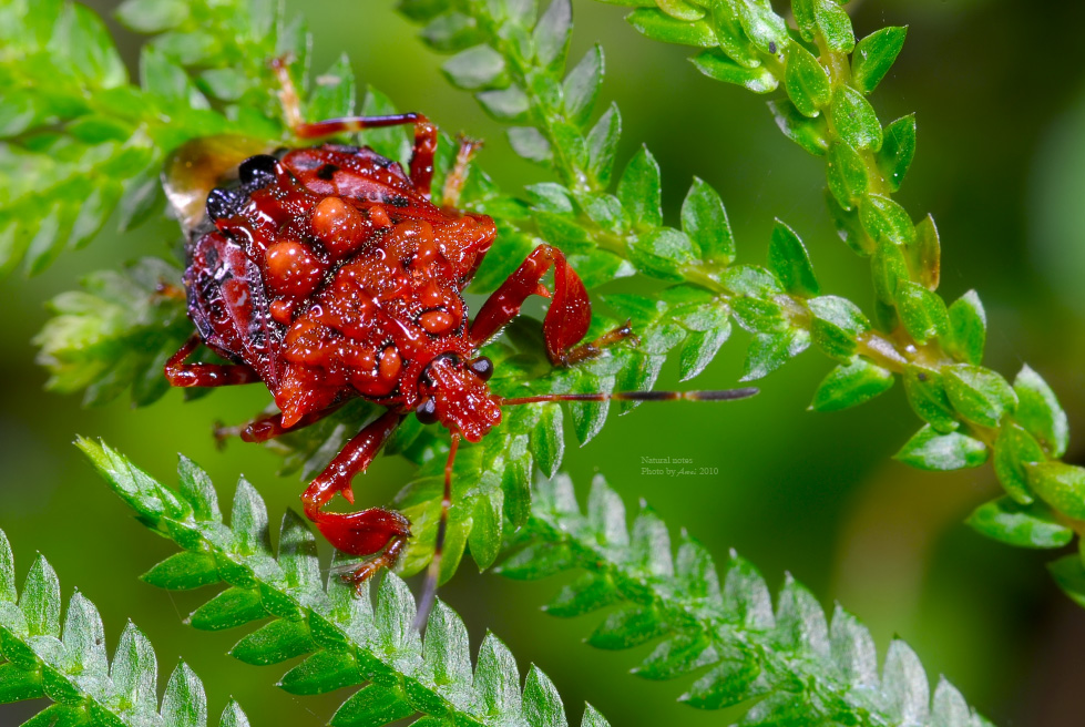 Real Monstrosities: Cazira verrucosa