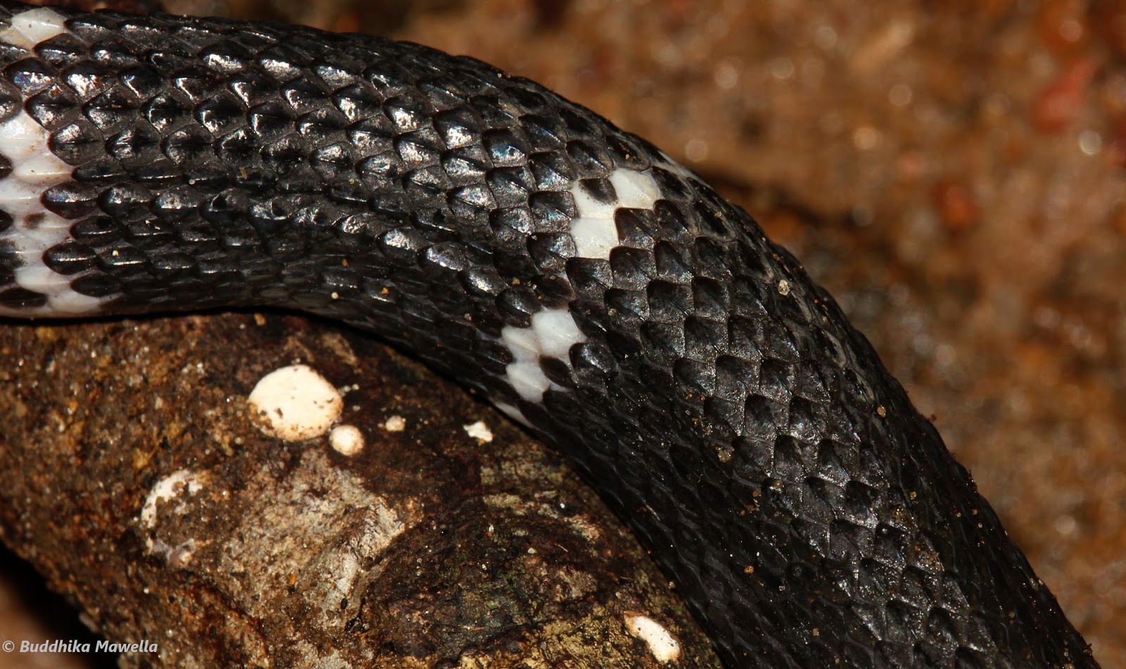 Lanka Nature Summary: Sri Lanka wolf snake (Lycodon carinatus)
