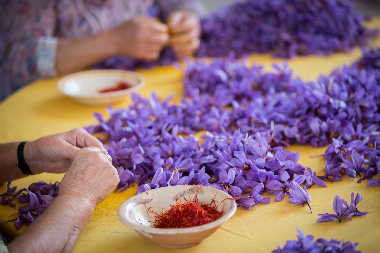 Azafrán, esencia Manchega / Nicolas Rodriguez Madridejos