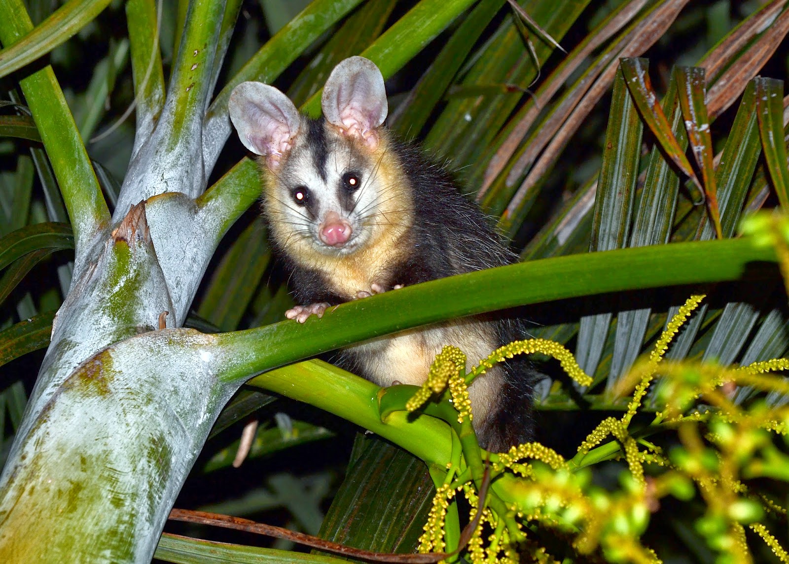 Cassaco nas Alagoas, Saruê no Pio IX