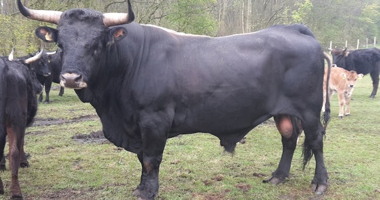 The Breeding-back Blog: The Taurus bulls of Olaf Nowacki