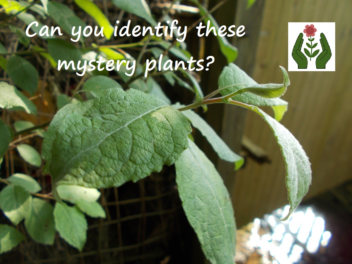 The Green Fingered Blog: Can you identify these mystery plants?