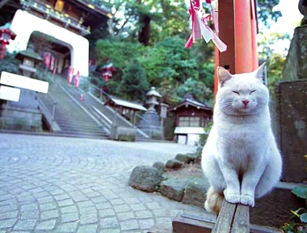 Manga: Karin el gato de Dragon Ball se pasea por la tierra [Dragon Ball]