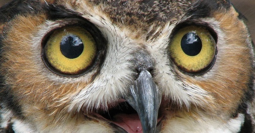 FUNDACION EL CASTILLO DE OZ