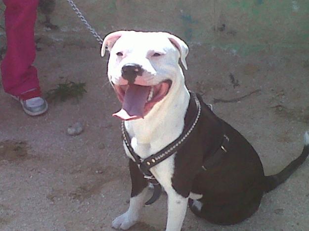 ZAGUATES Y MISINGOS: TEMAS ANTERIORES