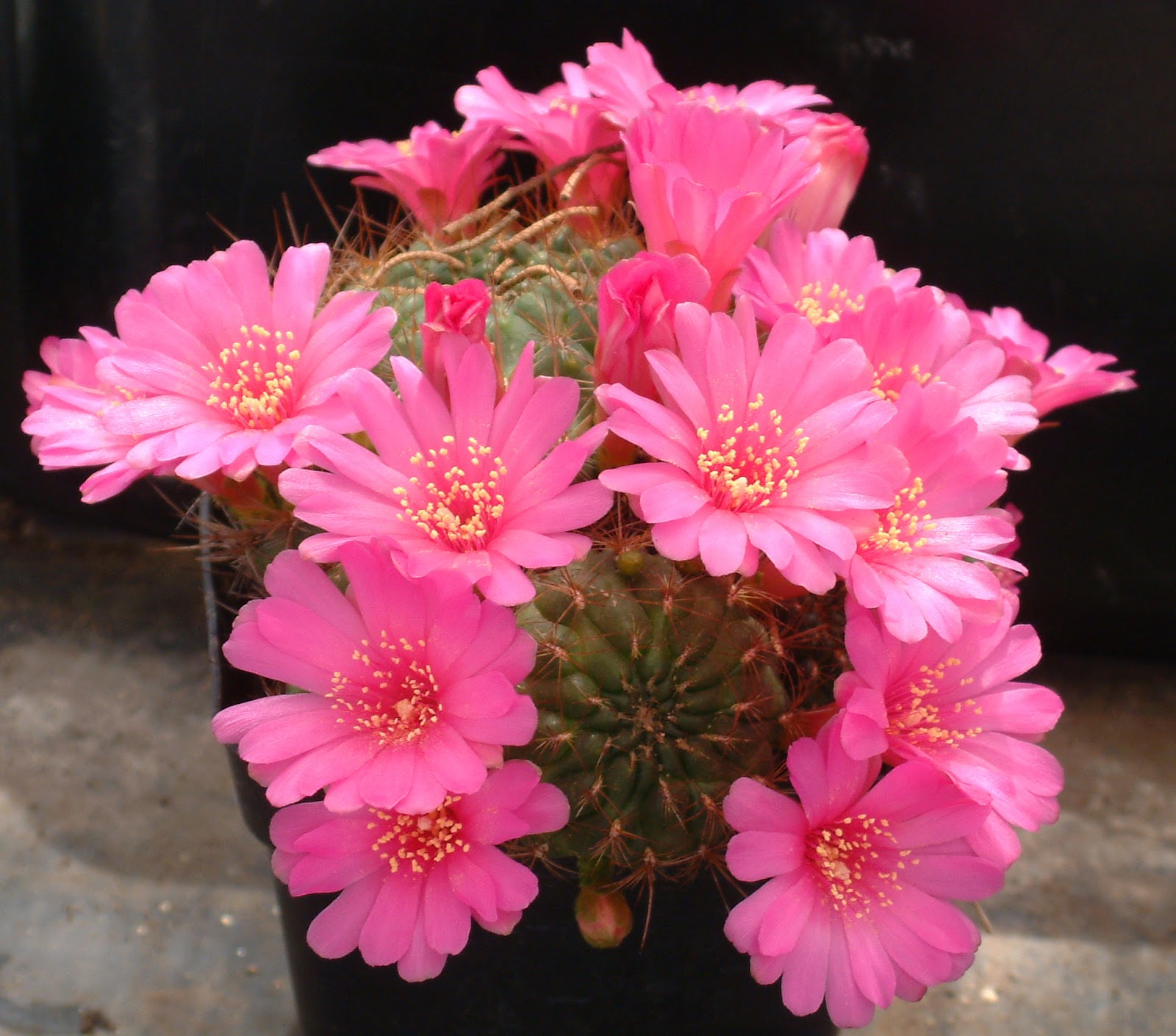 Rebutia, Aylostera y Weingartia: ¿Cuantas Rebutias hay?