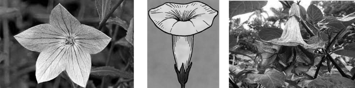 Pendidikan Dan Pembelajaran: Pengertian Sympetalae, Sinartrosis, Stoma ...