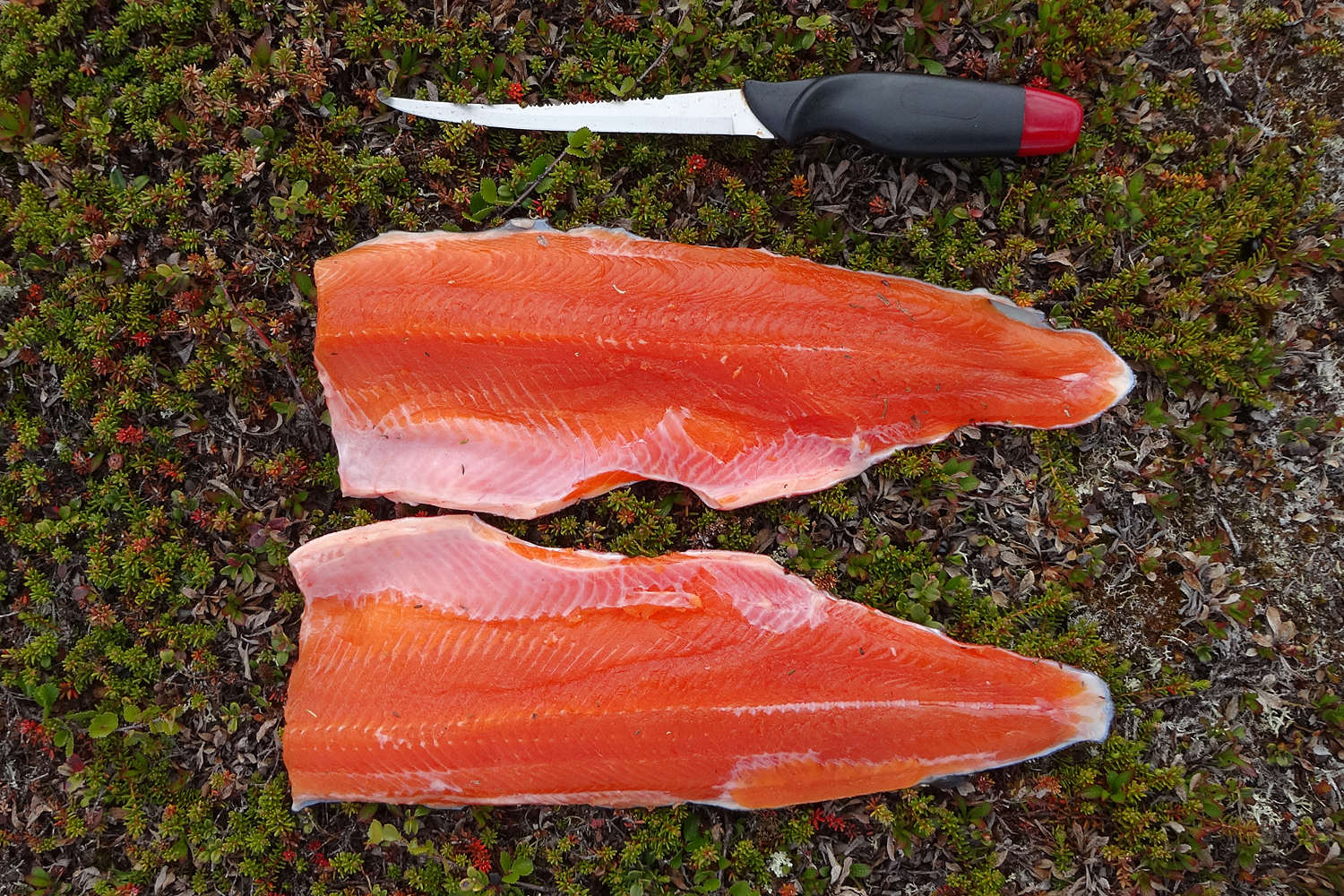 Bjarnes turblogg: Ifjordfjellet og Laksefjordvidda 2014