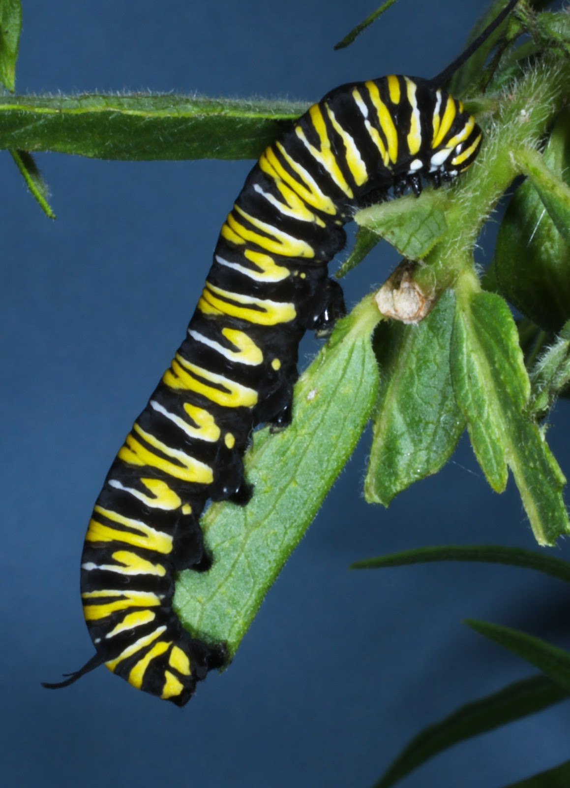 All of Nature: Monarch Caterpillar Fly Parasite