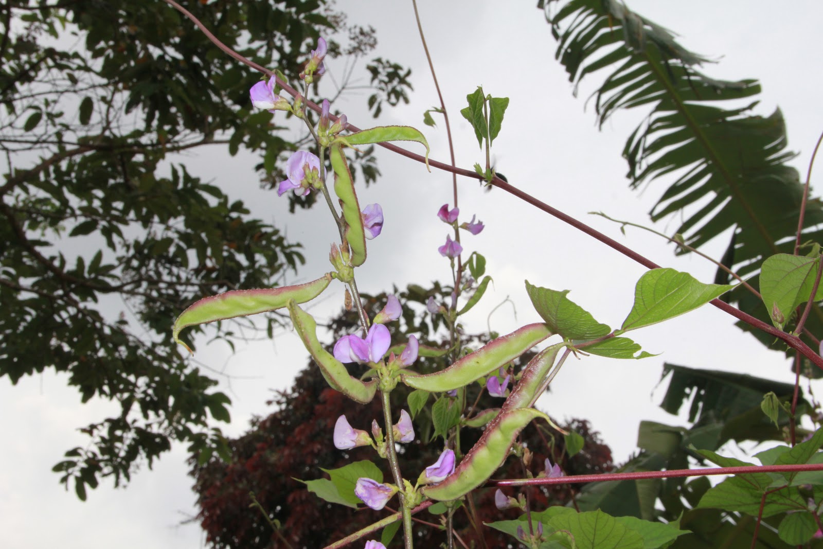 Avarakkai: Naturally Grown Avarakkai