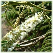 Katha, Herbla Plant - Herbal Medicine Plants