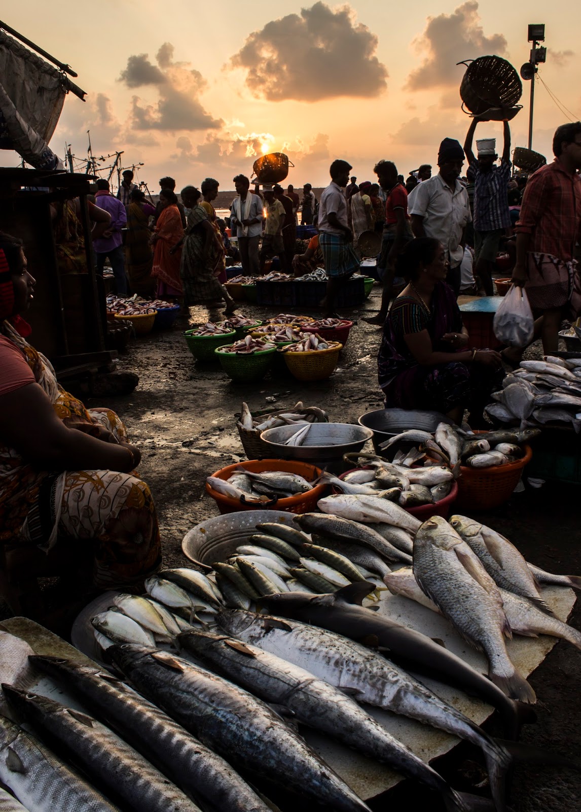 Photo Journalism: A day in Kasimedu Fish Market