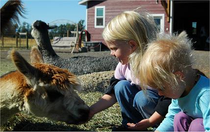Alpaca Farm Visits – Alpacas of Montana