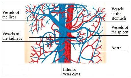 Body Anatomy: BLOOD VESSELS OF THE UPPER ABDOMEN