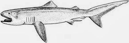 Tiburones en Galicia: Claves de los Lamniformes