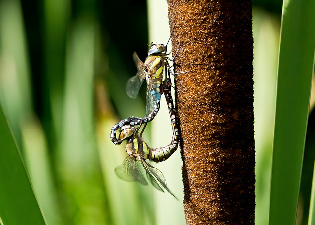 The Love Bugs | The Ark In Space