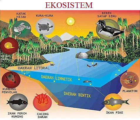Pengertian, Komponen, Tipe Dan Macam Ekosistem Beserta Contohnya Secara ...