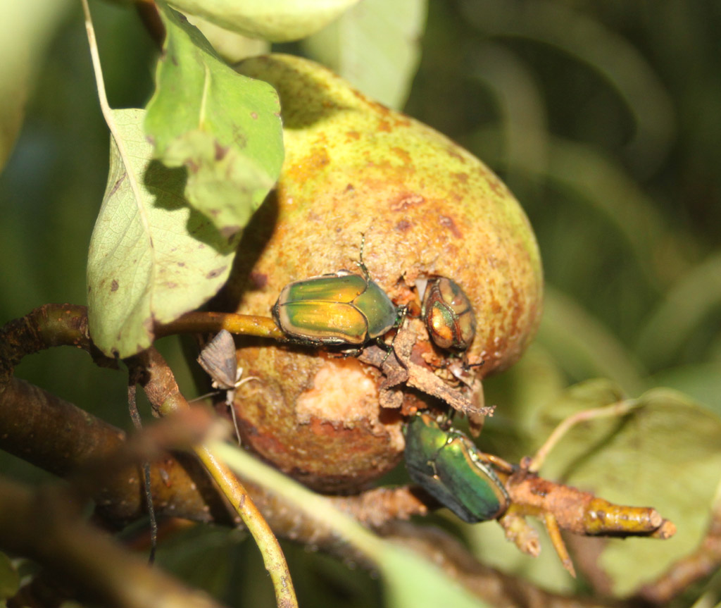 NCSU PDIC: June Beetle Time!