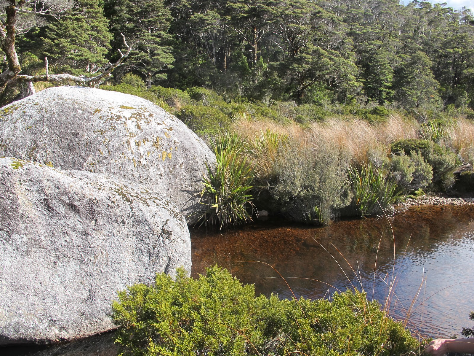 Come, walk with me.: Heaphy Track - day 2 Gouland Downs hut to Saxon Hut