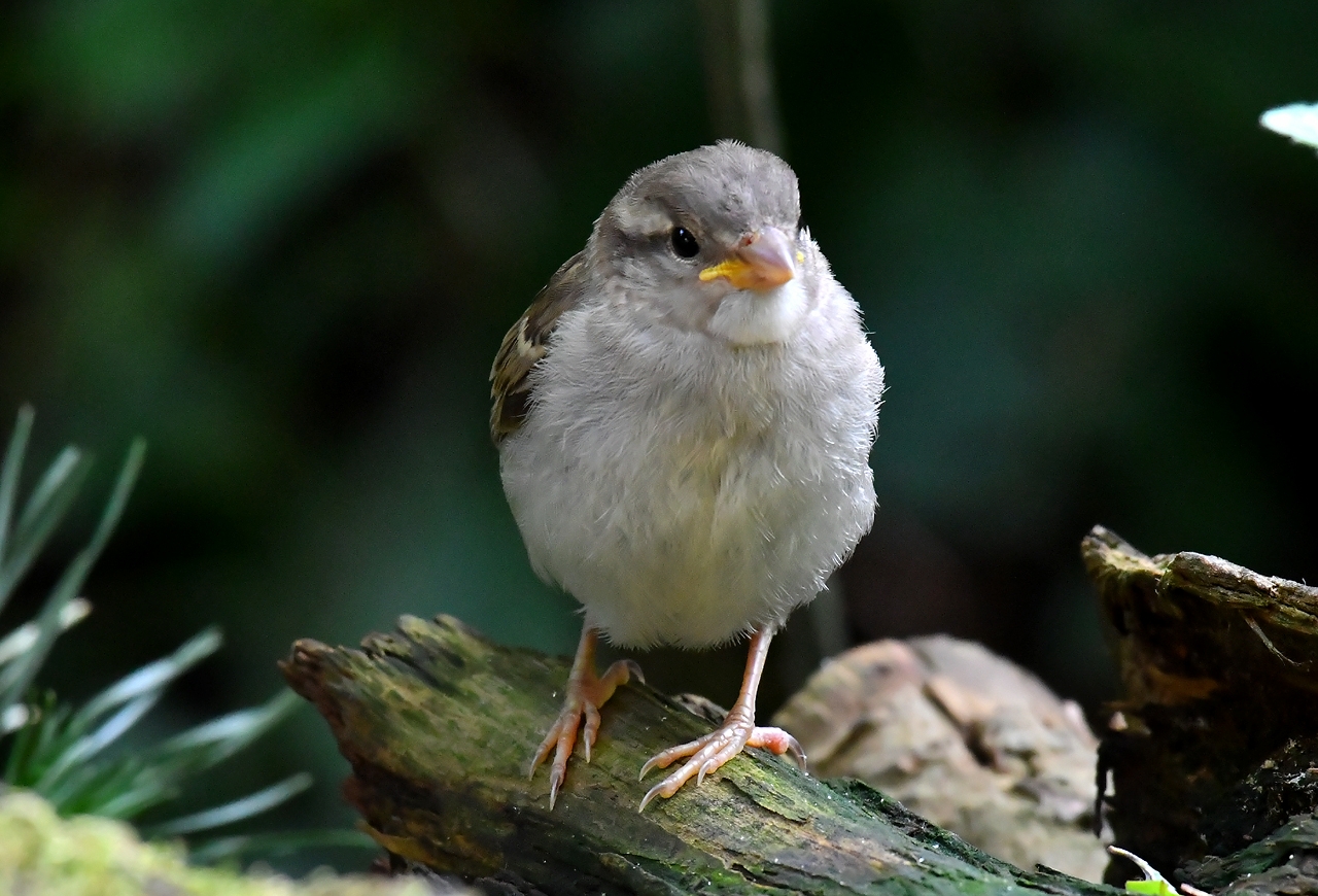 Jozef van der Heijden - Natuurfotografie: De Huismus (Passer domesticus)