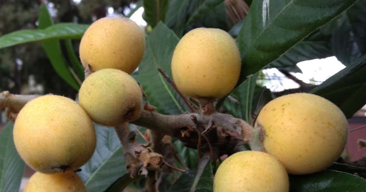 To Market, To Market with San Diego Foodstuff: Roasted Honeyed Loquats ...