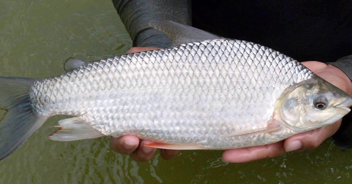Bocachico (Prochilodous magdalenae)
