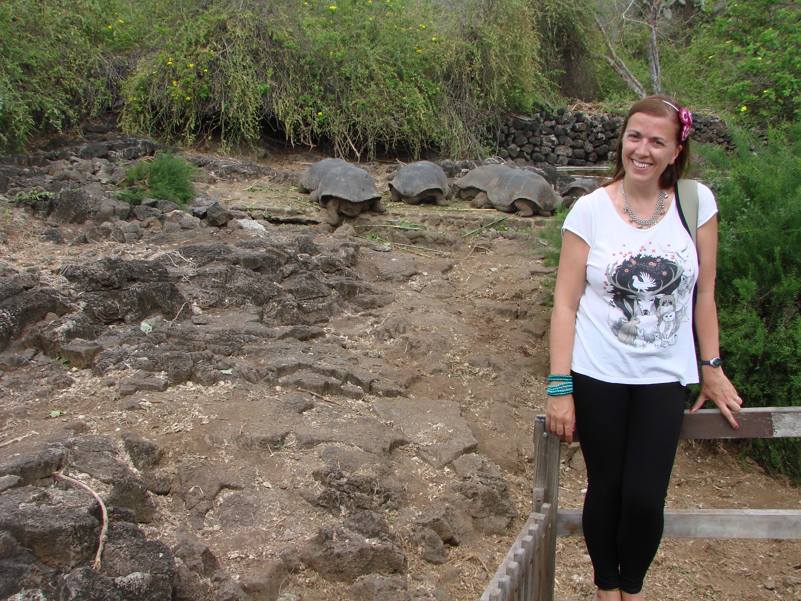 My Peruvian experience: Huge tortoises!