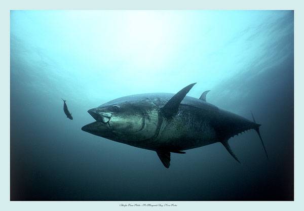 El ojo del buitre: Peces - Atún (Thunnus)