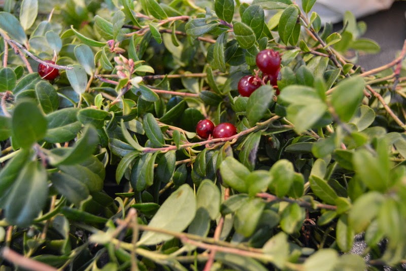 Jul i fjällen - julblogg från Åre: Måste plocka lingonris!