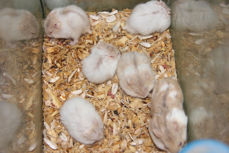 Campbell Mottled Argente ( Hamster Gallery ) | Jual Peralatan ...
