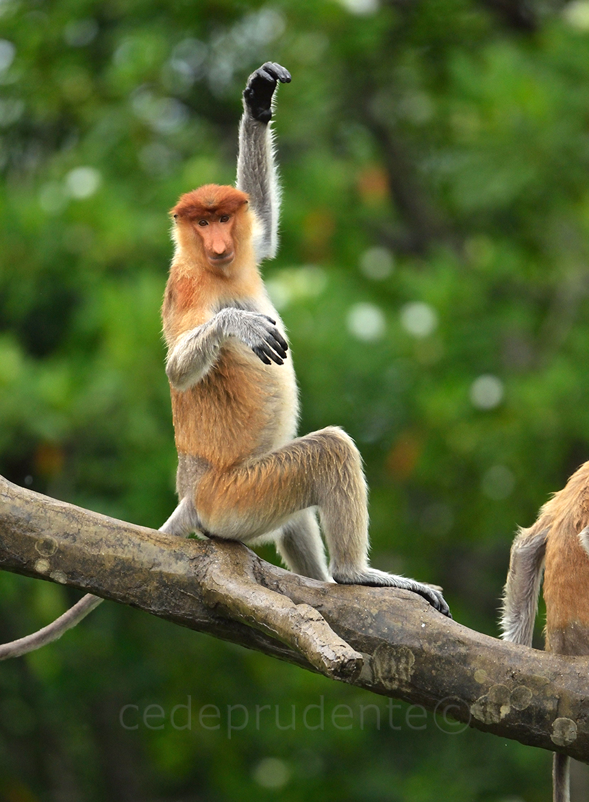 Cede Prudente Blog "Wildlife Photography in Borneo": Proboscis Monkeys ...