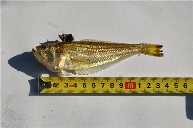 Wat moet je doen bij een Pieterman steek? : Golfsurfen in België ...