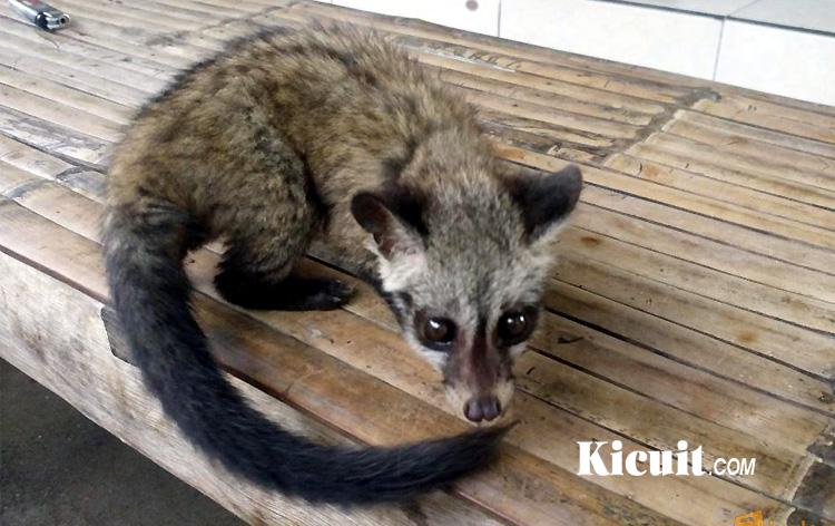 Hewan Musang yang Licik