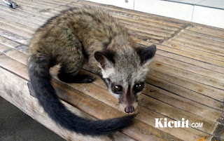 Jenis dan Habitat Musang