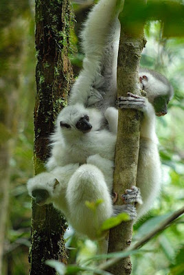 Variety of Life: Indridae